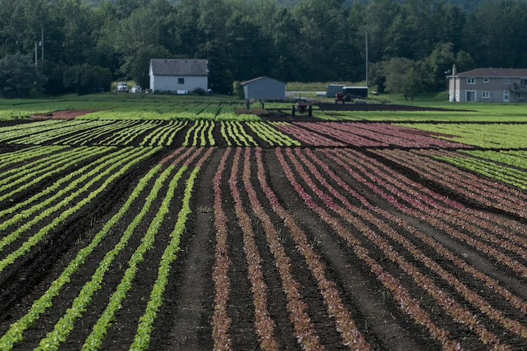 Sustainable Canadian Agricultural Partnership launches April 1 | The Grower